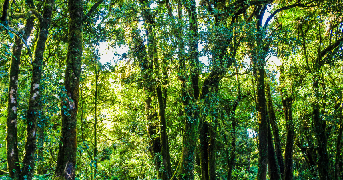 Acacia Wood vs Teak Wood: A Detailed Comparison to Know Which Is Better ...